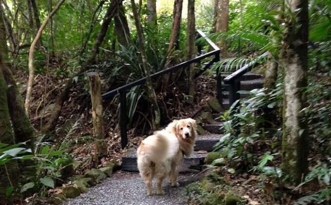 Pousada Pet Friendly Ronco do Bugio | Viagens Bacanas